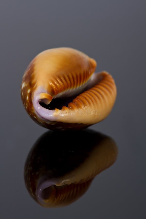 Sea shells in studio stock photo. Image of object, molluscs - 31011078