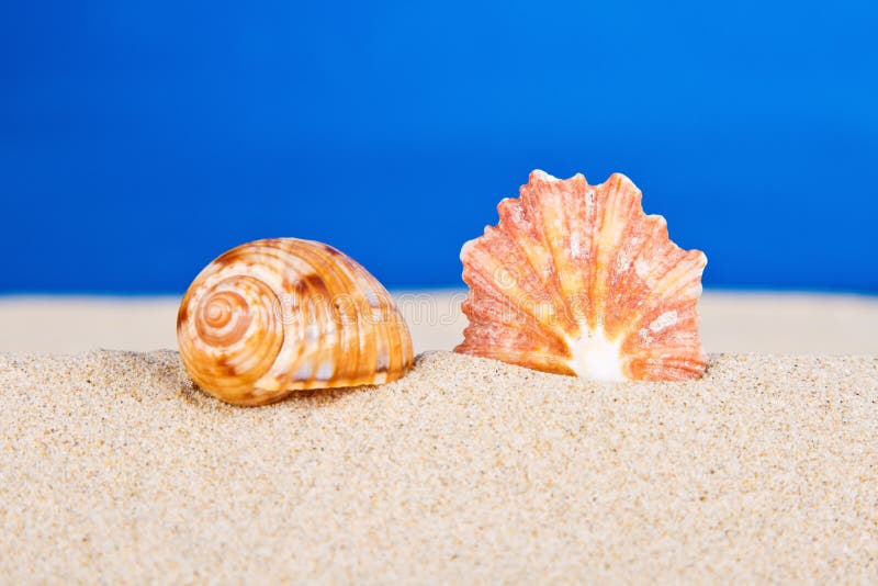 Sea shells in studio stock photo. Image of object, molluscs - 31011078