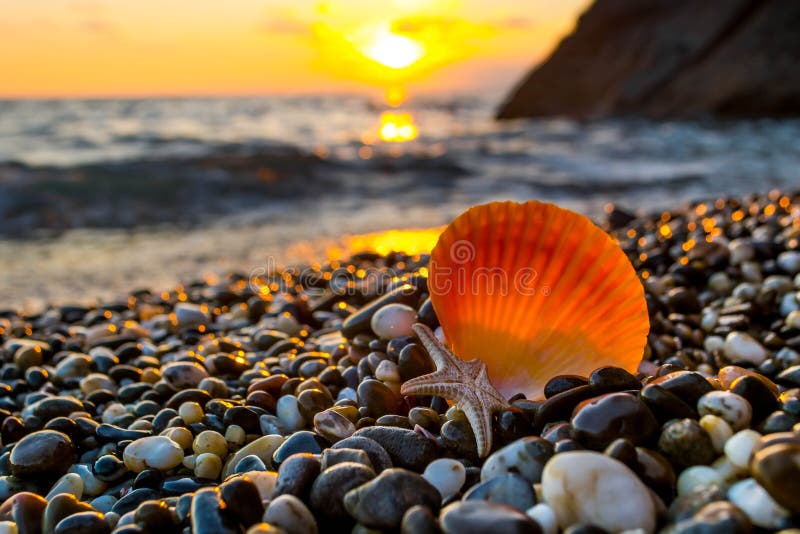 Sea shells at sunset stock photo. Image of coast, natural - 153930126