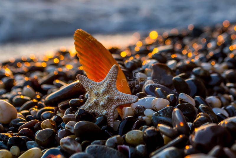 Sea shells at sunset stock photo. Image of sunset, tropical - 153930190