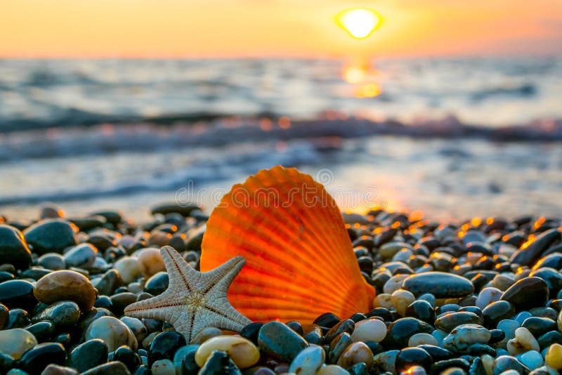 Sea shells at sunset stock photo. Image of nature, outdoor - 153930234