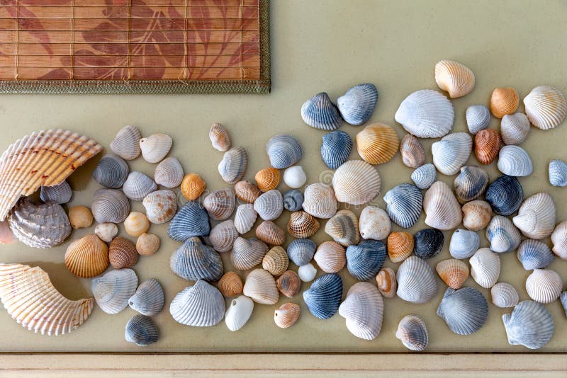 Sea Shells on a Table stock photo. Image of florida - 241052438