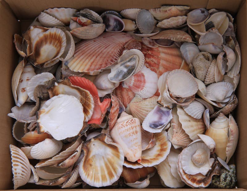 Sea shells texture stock photo. Image of exotic, pink - 218601532