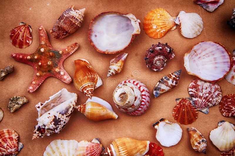 Sea shells texture stock photo. Image of still, nature - 278408206