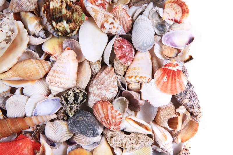 Sea shells texture stock image. Image of background - 142660837