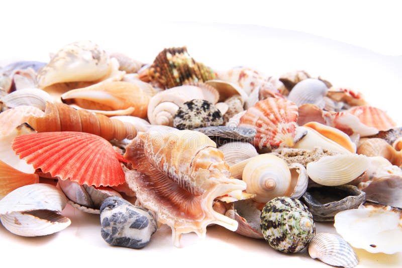 Sea shells texture stock photo. Image of natural, nature - 142660952