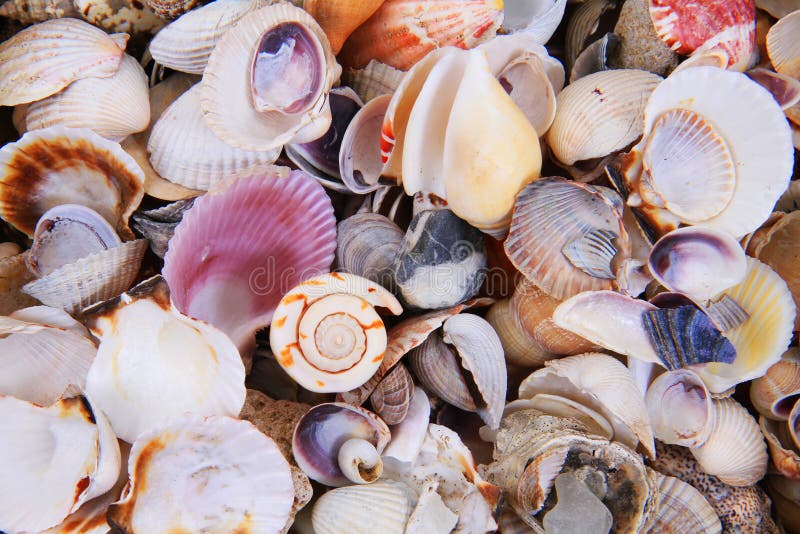 Sea shells texture stock photo. Image of shellfish, seashells - 143897072