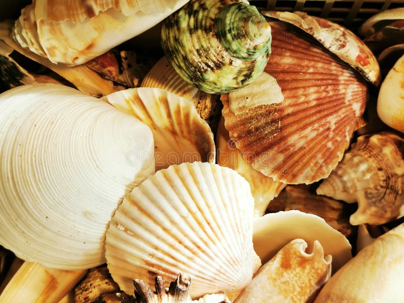 Sea shells texture stock photo. Image of summer, marine - 173010130