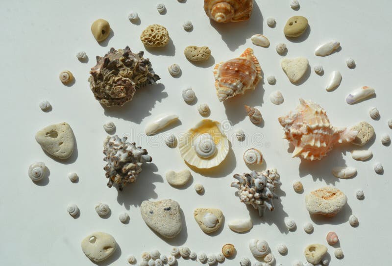 Sea Shells Texture Background Stock Photo - Image of shells, view: 92600294