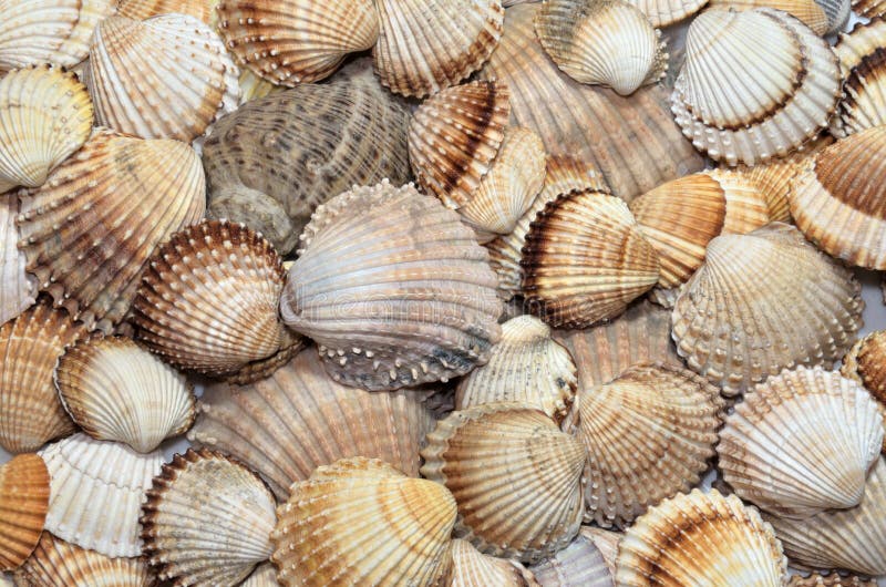 Sea shells textures stock photo. Image of backgrounds - 34612952