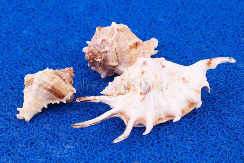 Sea shells stock image. Image of scuba, decorative, atlantic - 80454501