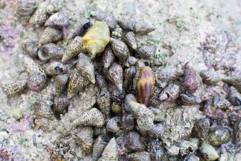 Sea shells stock photo. Image of shells, group, tightly - 101432158