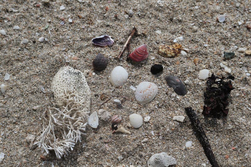 Sea Shells Together on Brown Sand Stock Image - Image of brown, sand ...
