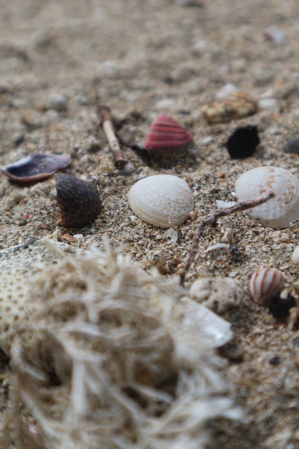 Sleeping stock photo. Image of food, sand, sleeping - 267532098