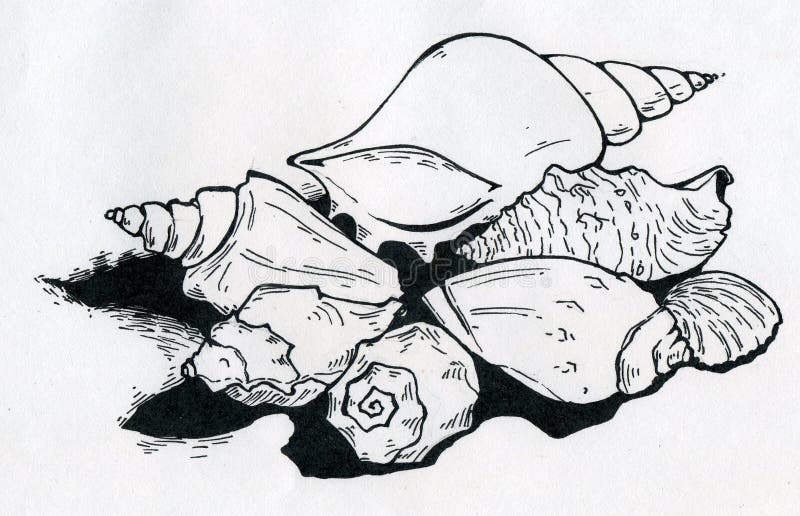 Sea shells together stock illustration. Illustration of mussels - 35352967