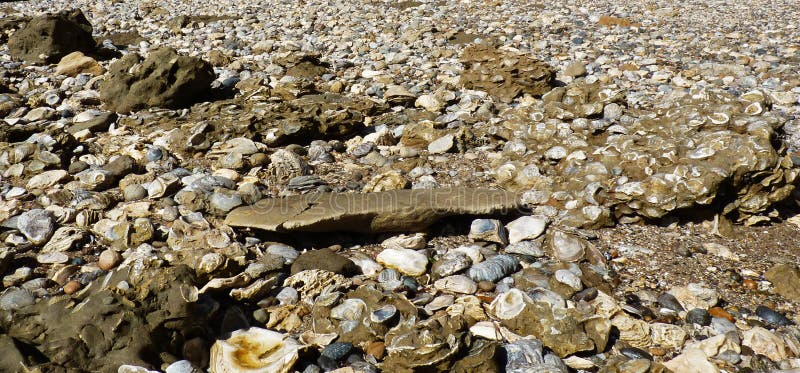 Sea shells stock photo. Image of fossil, rock, sand, south - 98113526