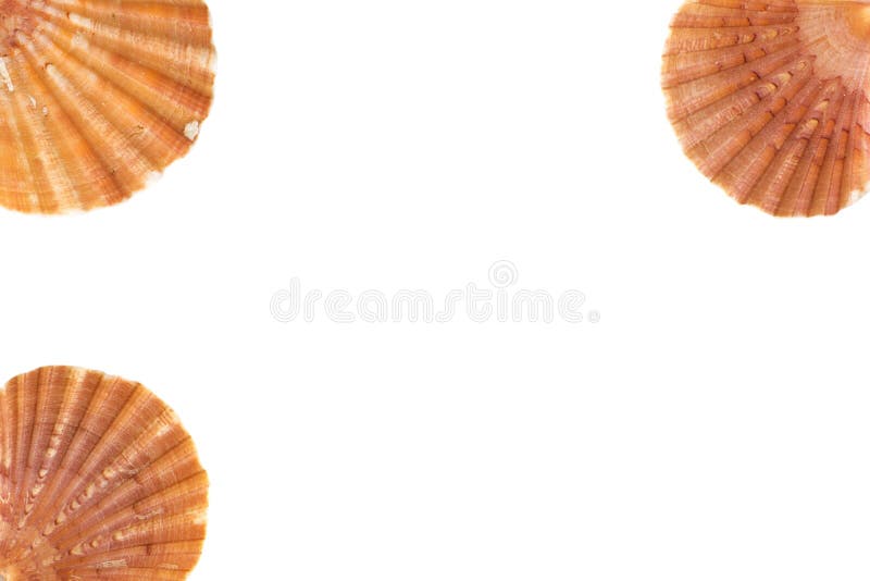 Shell corners stock image. Image of hawaii, idyllic, closeup - 5230875