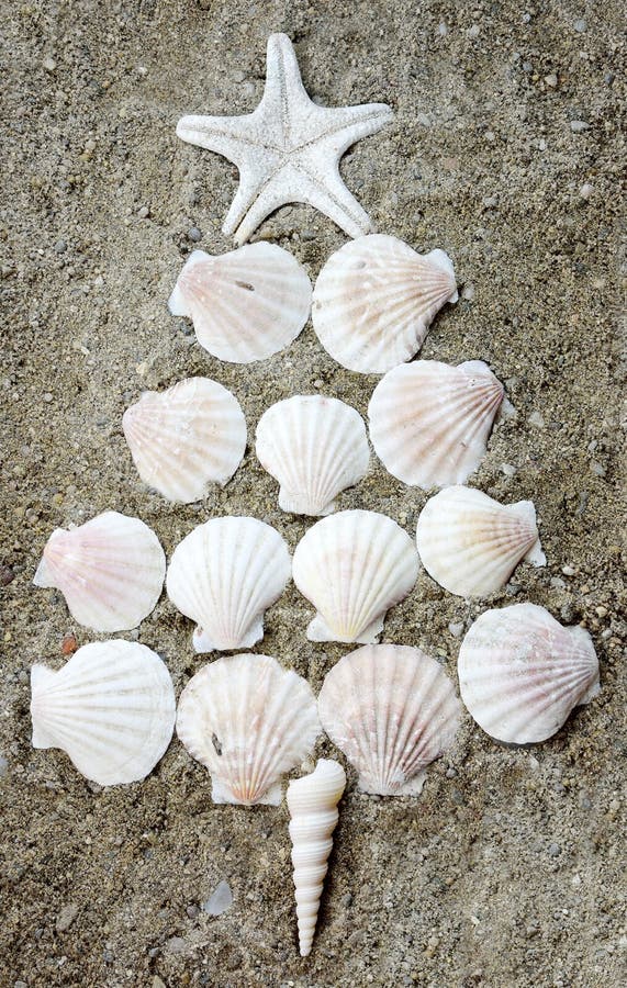 Sea shells in tree shape stock image. Image of beach - 34798687
