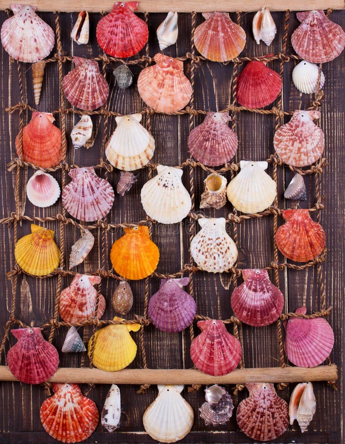 Sea Shells Seamless Pattern Stock Image - Image of shell, centre: 24755099