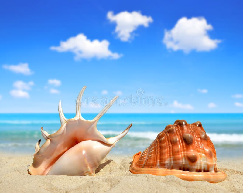 Sea shells stock photo. Image of pacific, cloud, sunny - 67882768