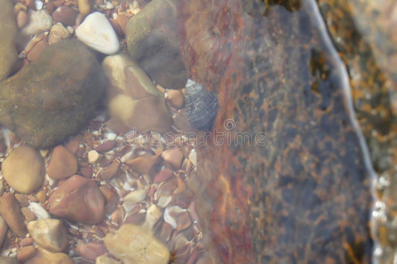Shells under water stock photo. Image of pacific, beach - 36067626