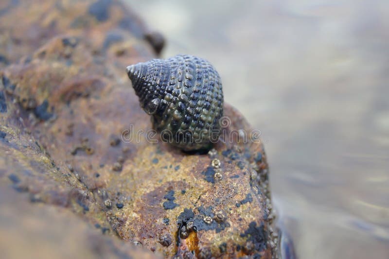 Sea Shells Under The Water Beneath The Rocks Stock Image - Image of ...