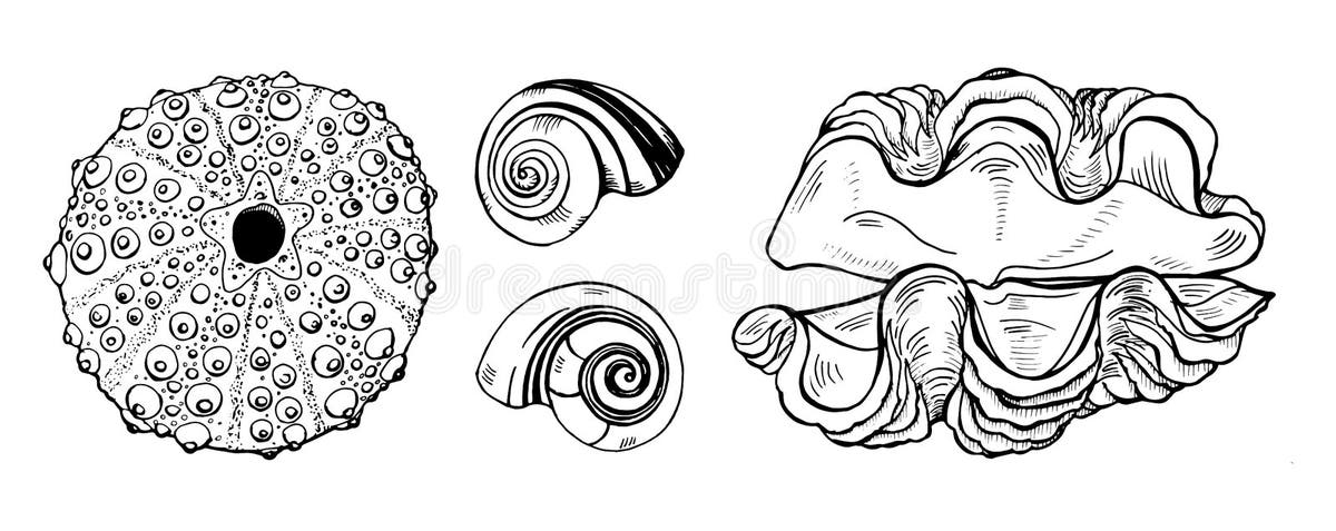 Sketch Sea Urchin Stock Illustrations – 650 Sketch Sea Urchin Stock ...