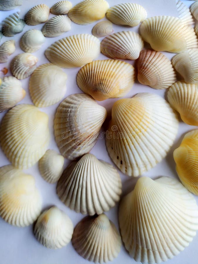 Sea shells. stock image. Image of gray, texture, isolated - 182756415
