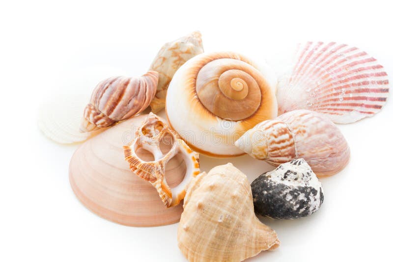 Sea shells stock image. Image of variety, white, spiral - 285698515
