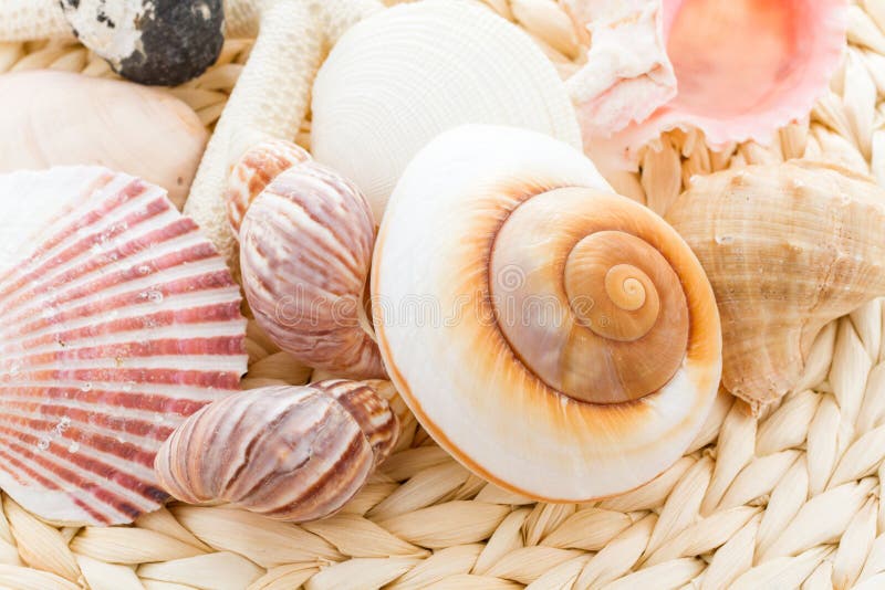 Sea shells stock image. Image of marine, spiral, assorted - 285919457