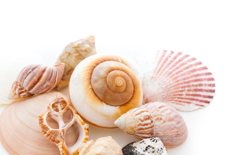 Sea shells stock image. Image of starfish, white, assorted - 286336653