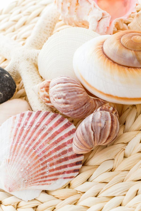 Sea shells stock image. Image of shell, marine, white - 286530129