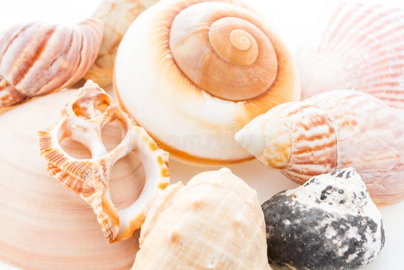 Sea shells stock image. Image of seashell, shell, marine - 33682799