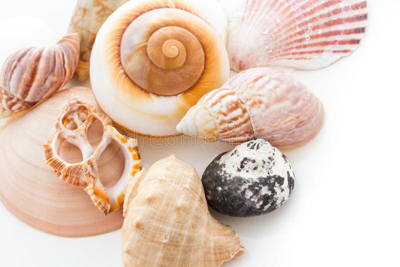 Sea shells stock image. Image of nature, venus, variety - 33682817