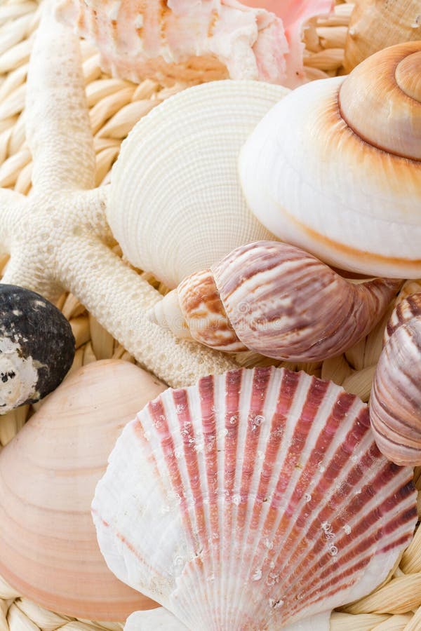 Sea shells stock image. Image of small, common, shape - 33682847