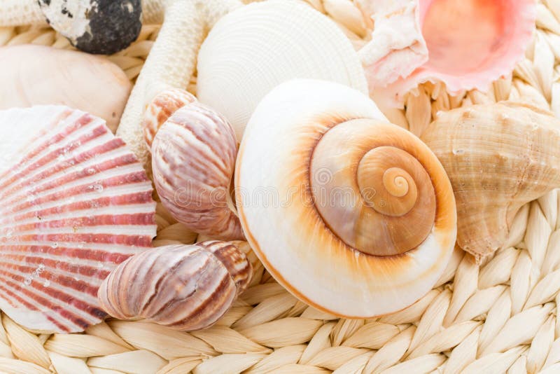 Sea shells stock image. Image of small, white, starfish - 33682855