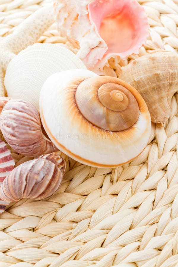 Sea shells stock photo. Image of seashell, nature, shape - 33682894