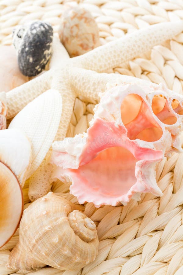 Sea shells stock photo. Image of variety, white, nutmeg - 33682934