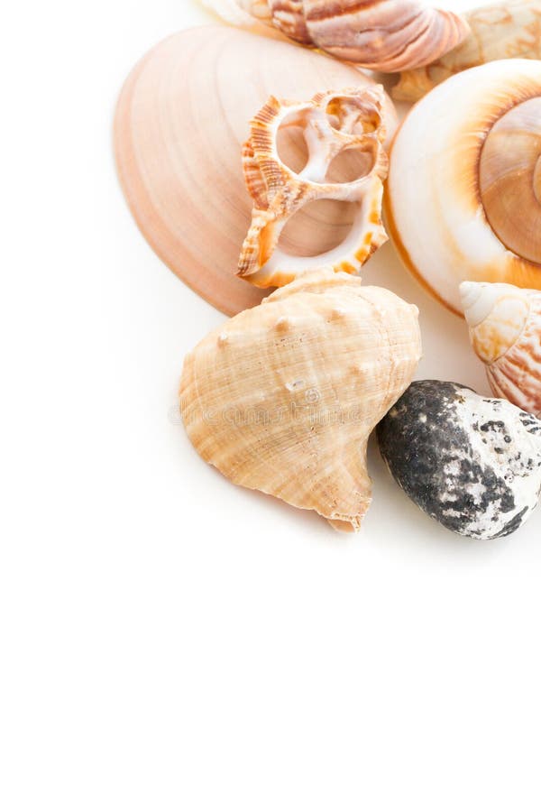 Sea shells stock image. Image of shell, marine, nature - 285527699
