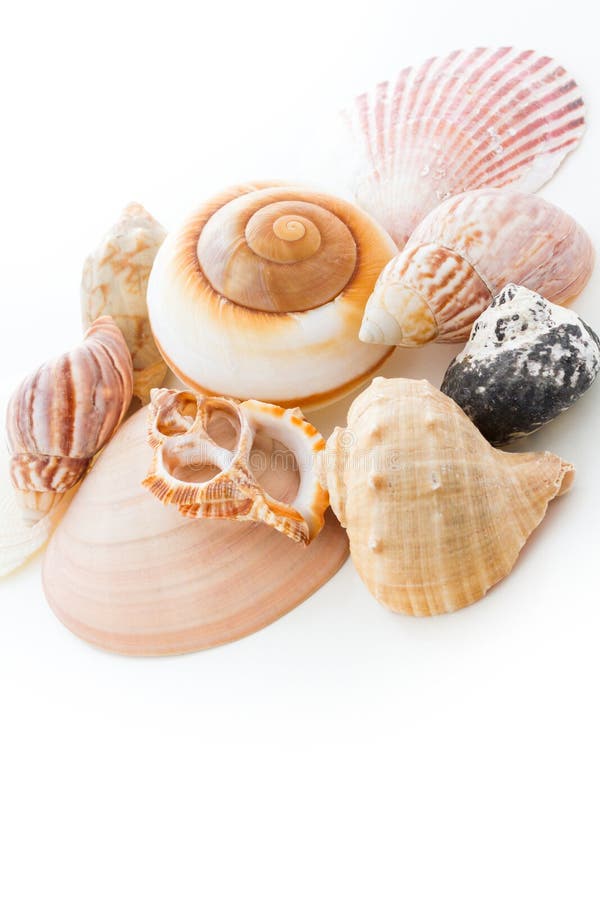 Sea shells stock image. Image of assorted, pink, shell - 285527775