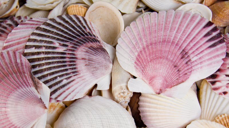 Sea shells stock photo. Image of collection, pink, objects - 34068168