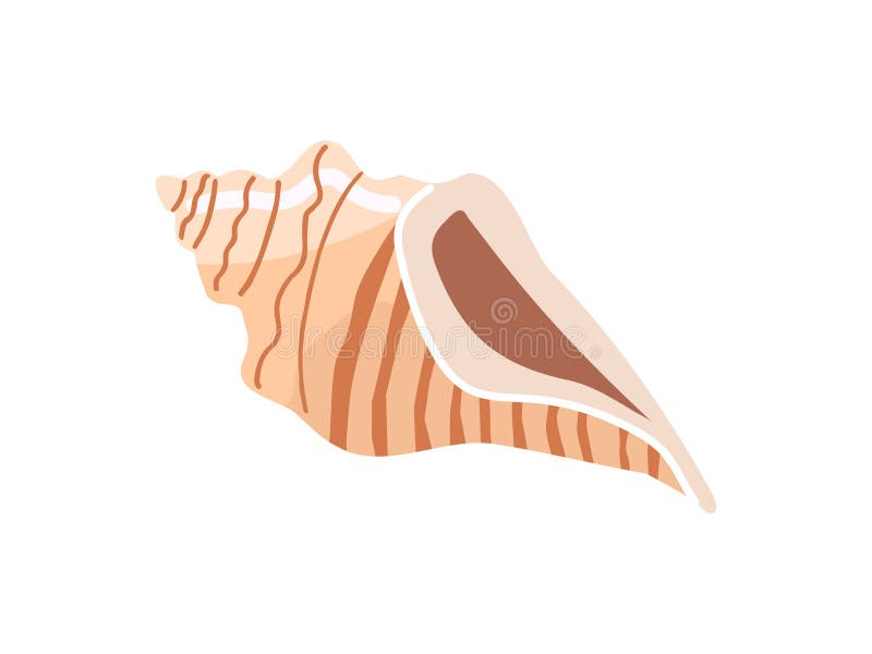 Sea Shells Vector Illustration, Mollusks. Flat Illustration of Seashell ...