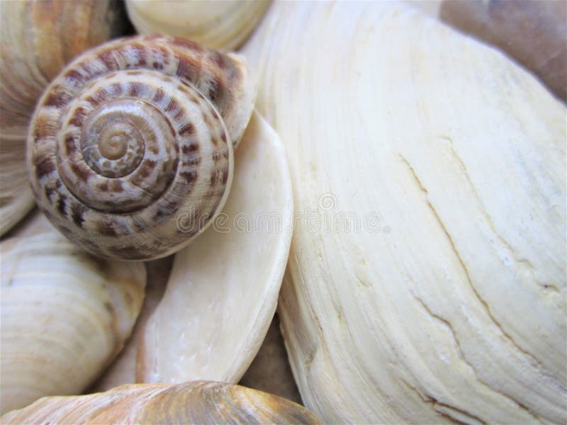 Sea Shells with a Very Beautiful Pattern, in the Form of a Spiral ...