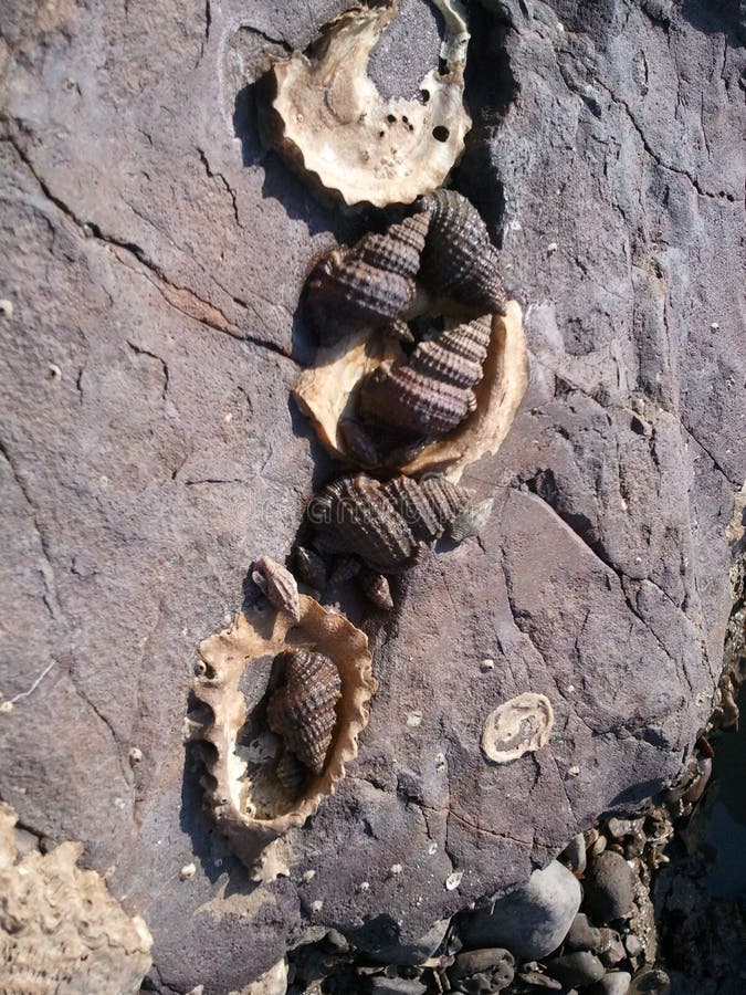 Sea shells stock image. Image of shells, washed, rock - 91738583