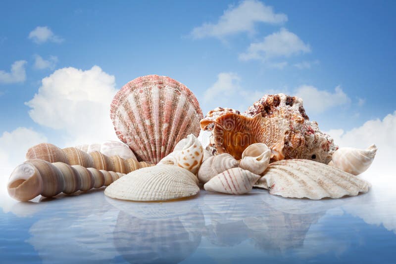 Sea Shells in Water Against Blue Sky Stock Image - Image of background ...