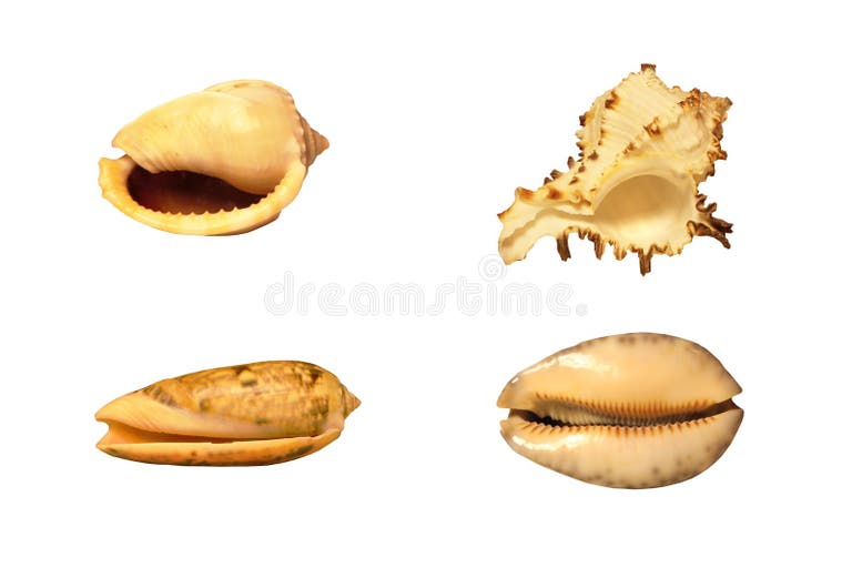865 Cowrie Shells Stock Photos - Free & Royalty-Free Stock Photos from ...