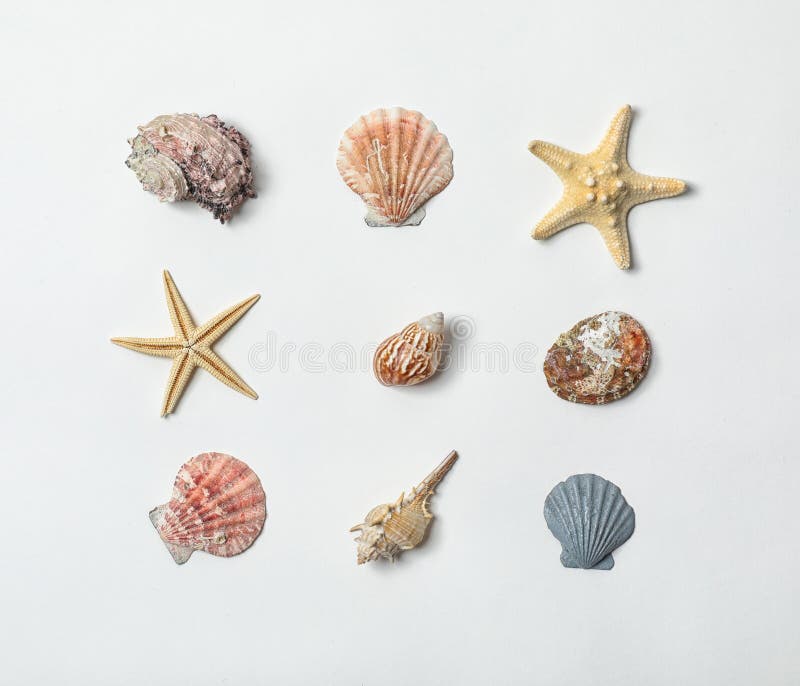 Sea Shells on White Background. Beach Object Stock Photo - Image of ...