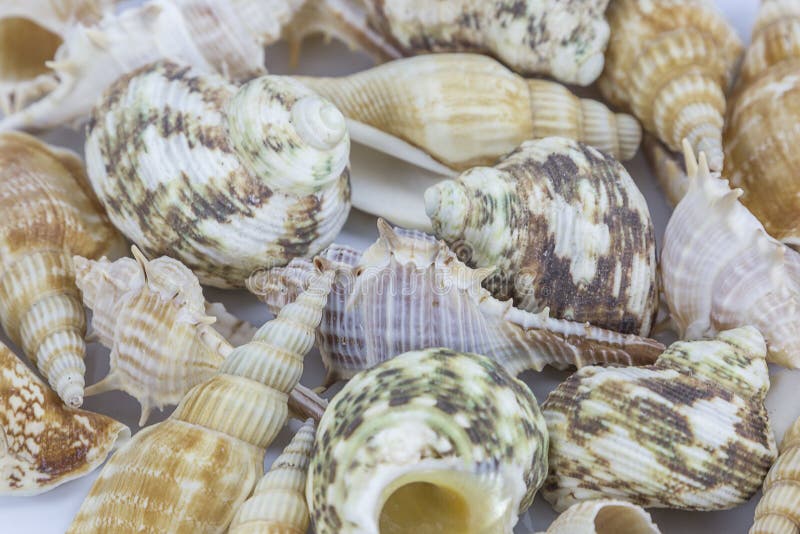 Sea Shells on White Background Stock Photo - Image of empty, marine ...