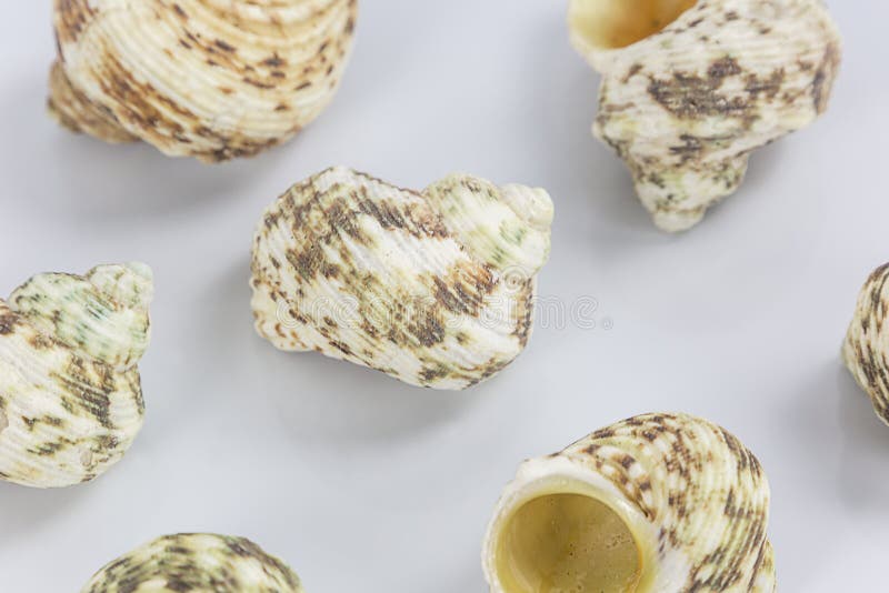 Sea Shells on White Background Stock Photo - Image of empty, marine ...