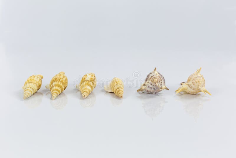 Sea Shells on White Background Stock Photo - Image of isolated, oceanic ...